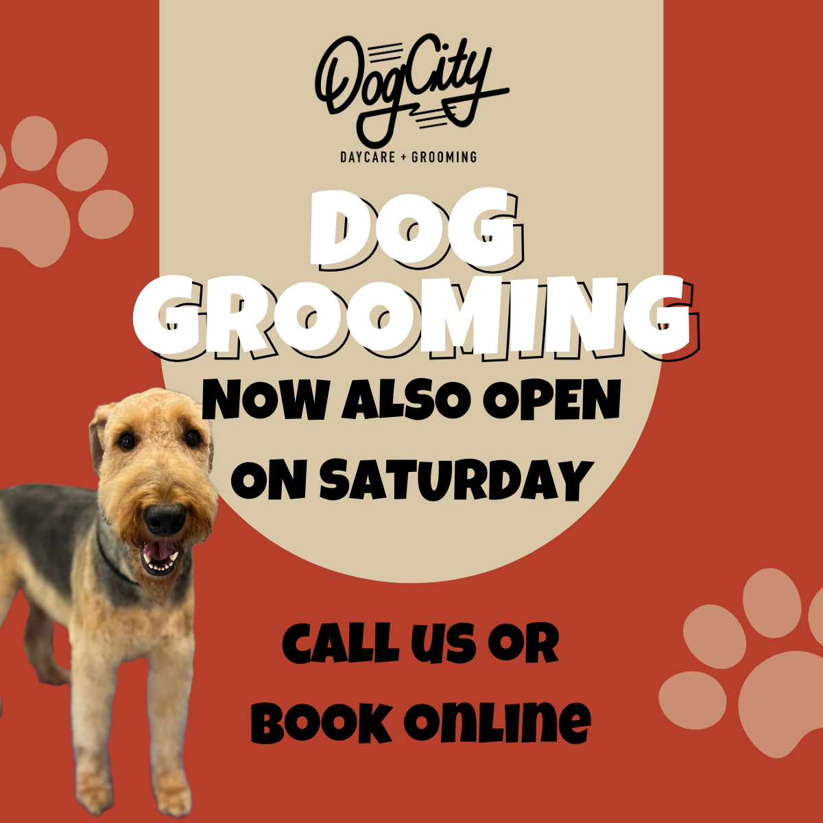 DogCity Seattle: Trusted Dog Daycare, Grooming & Boarding