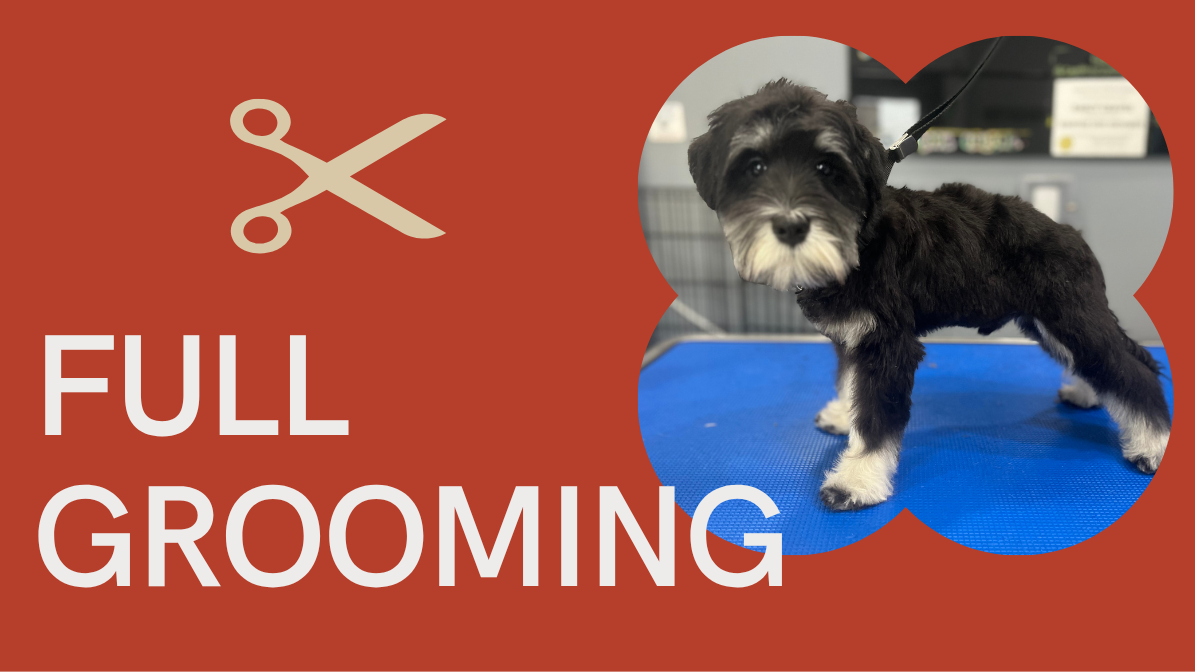 DogCity: Half-Day Dog Daycare in West Seattle